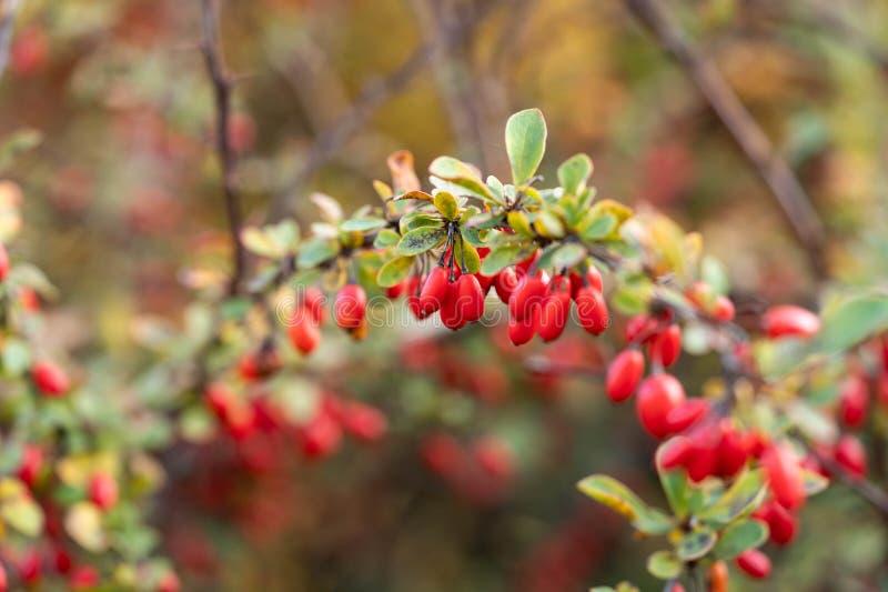 Barberry Berries on the Bush. Concept: Autumn Harvest Stock Image ...