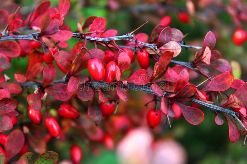 Barberry Branch with Red Berries Stock Image - Image of garden, home ...