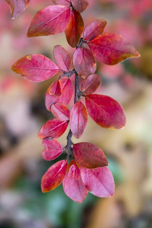 Barberry Branch with Red Leaves in Autumn Stock Photo - Image of leaves ...