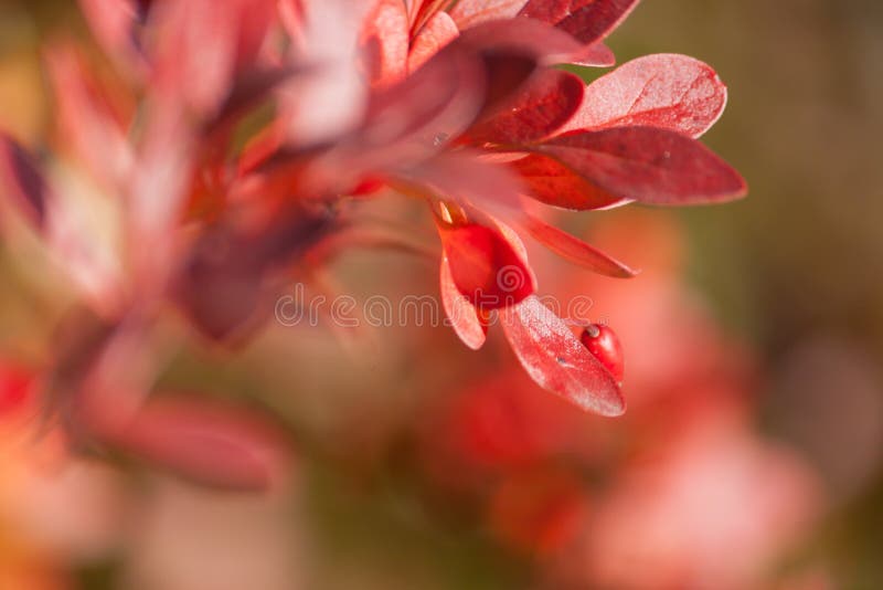 Barberry Bush in Autumn Sunlight Stock Photo - Image of barberry, fall ...