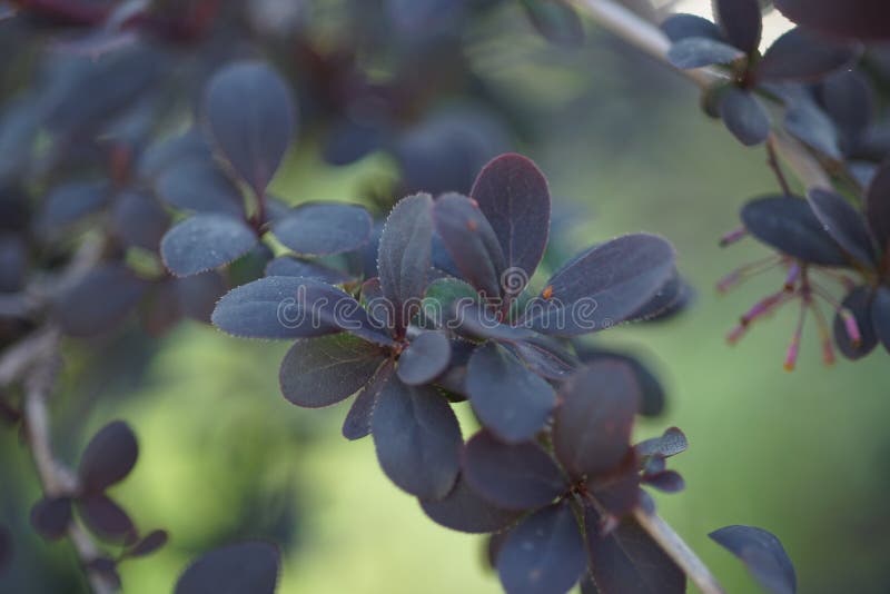 Barberry Bush Branch with Violet Leaves Grows in a Spring Garden Stock ...