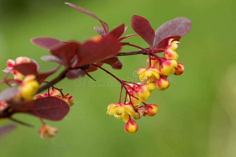 Barberry flowers stock image. Image of flower, flora, wildflower - 2027893
