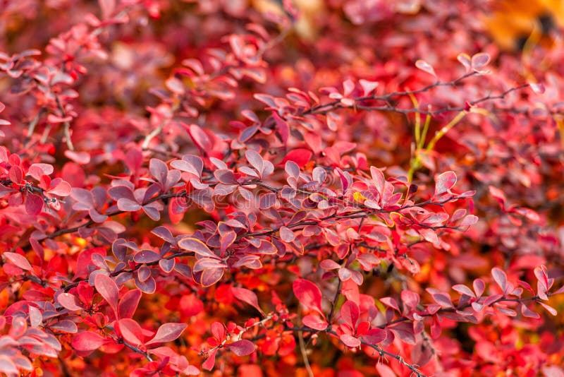Barberry Plant Bush with Red Leaves in Fall Stock Image - Image of ...