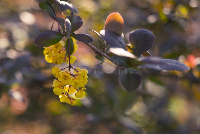 Barberry Shrub with Small Yellow Flowers Stock Image - Image of bush ...