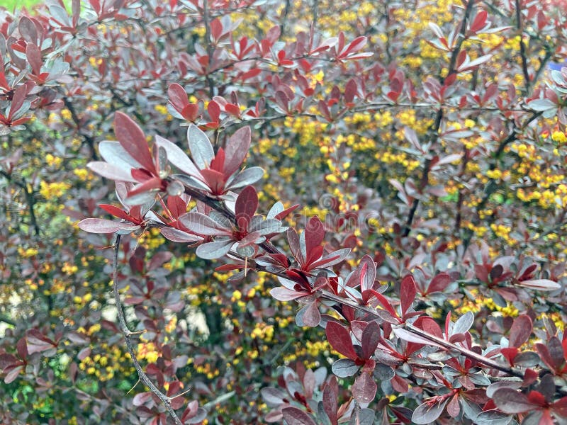 Barberry Thunberg. the Leaves of the Barberry Bush on the Background of ...