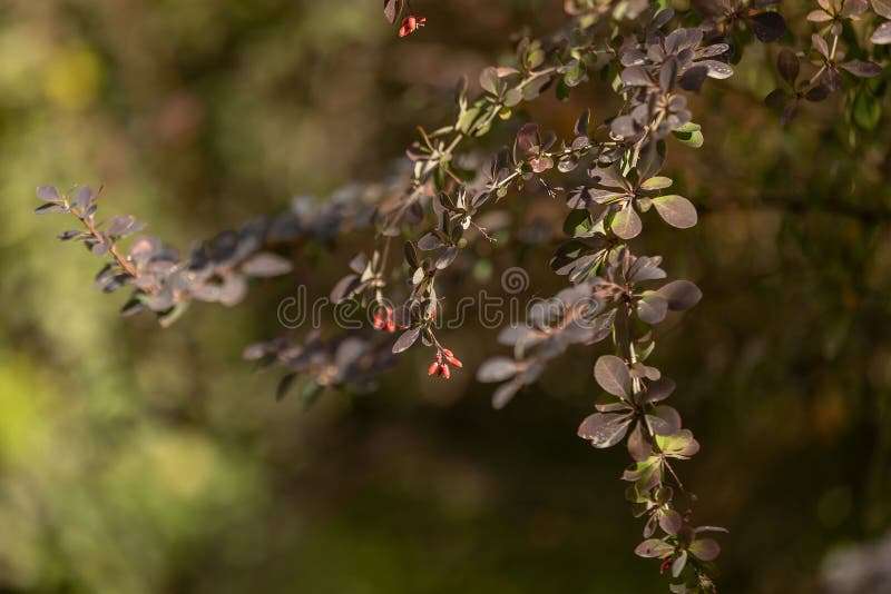 Barberry Tree with Branches and Red Berries Growing in the Orchard ...