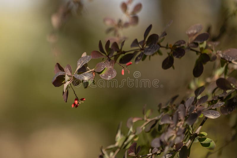 Barberry Tree with Branches and Red Berries Growing in the Orchard ...