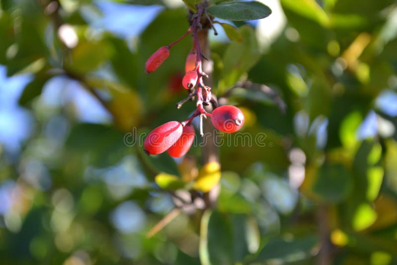 Barberry tree stock image. Image of lovely, home, product - 81196249
