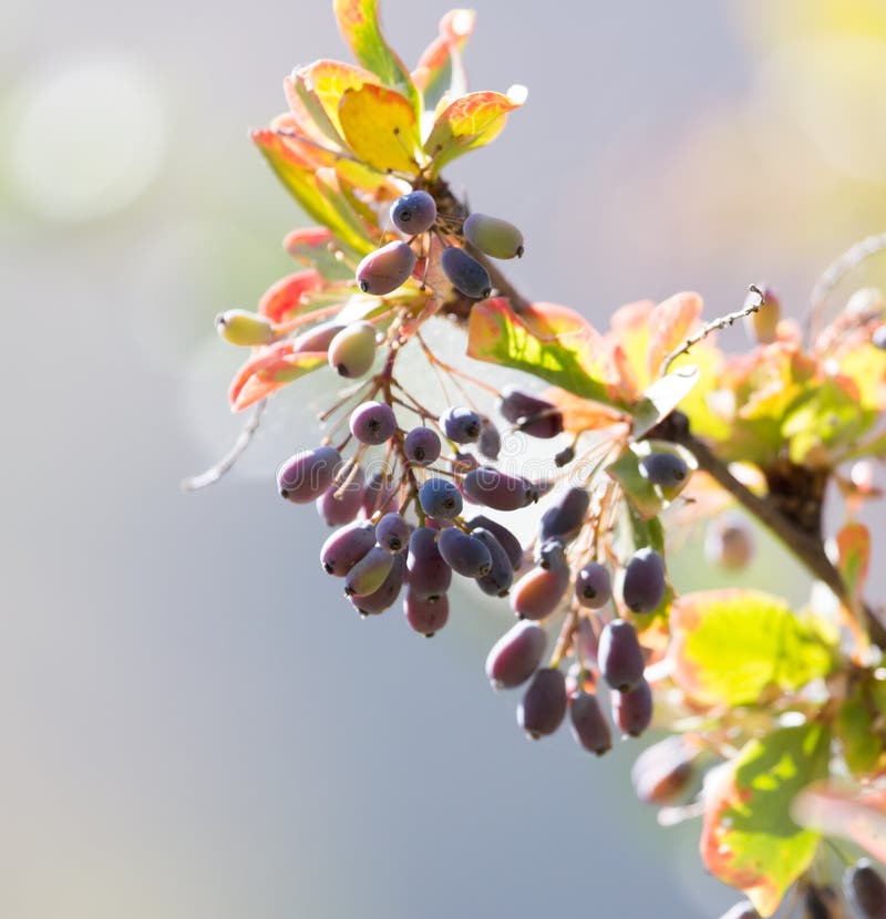 Barberry on the Tree in Nature Stock Photo - Image of berries, flowers ...
