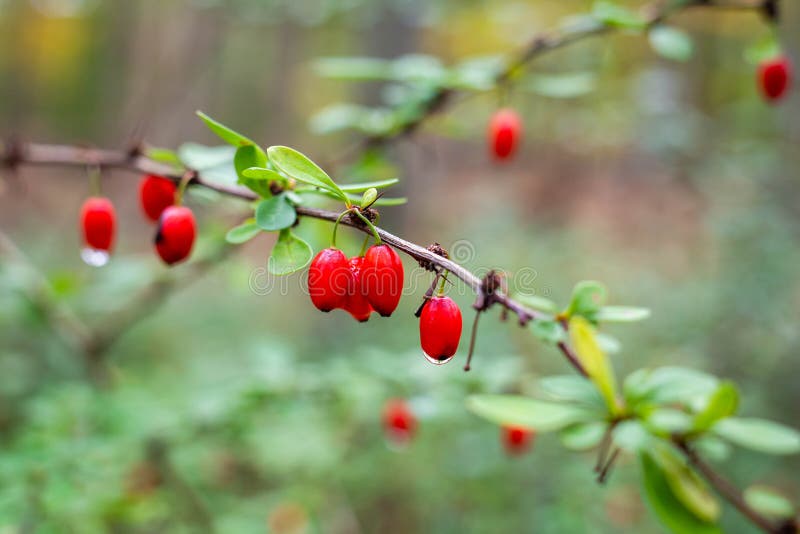 Barberry Wild Berries in the Forest Wet Stock Photo - Image of leaves ...