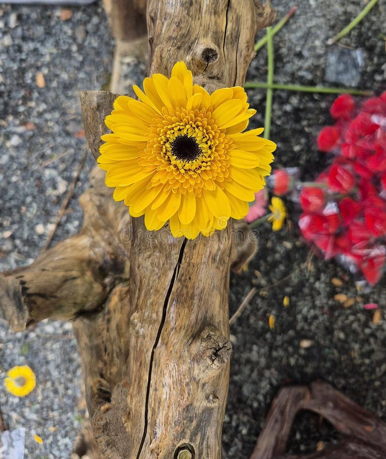 Barberton Daisy on fance stock image. Image of blur - 351094425