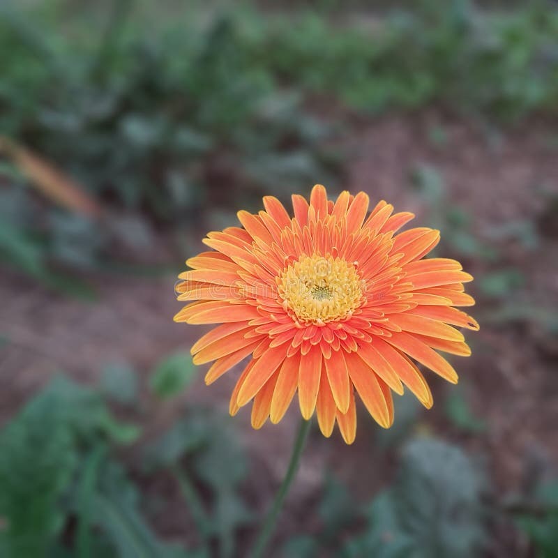 Barberton Daisy - Gerbera Jamesonii Stock Image - Image of tribe ...