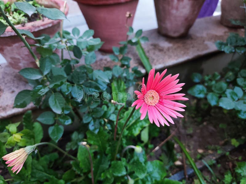 Barberton Daisy Plant with Flower in the Garden Stock Photo - Image of ...