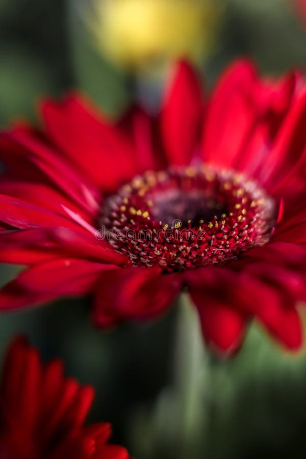 Barberton daisy . Red stock image. Image of gerbera - 259326735