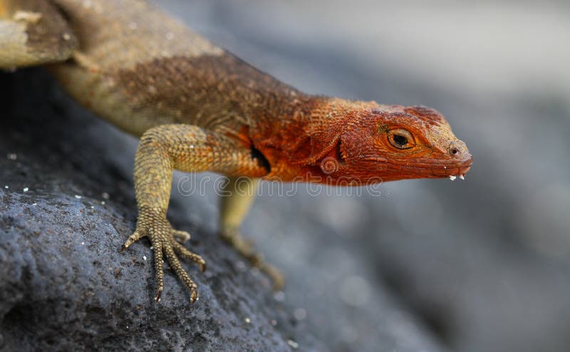 8,793 Photos de Barbichette - Photos de stock gratuites et libres de ...