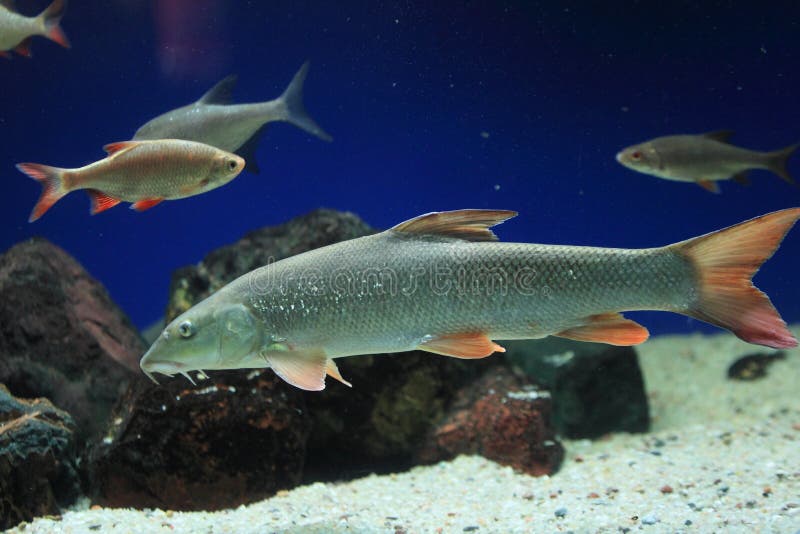 Barbo comum imagem de stock. Imagem de nave, adulto, freshwater - 41955179