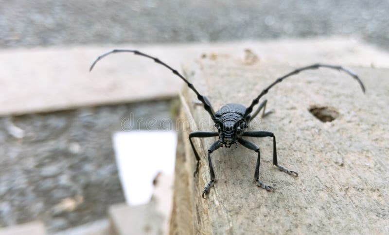 Il Barbo Dello Scarabeo Un Insetto Con Le Antenne Lunghe Su Un ...