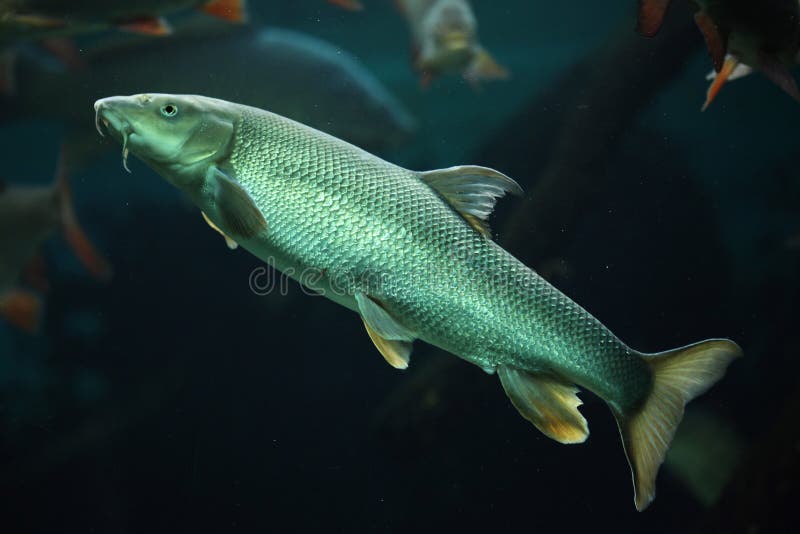 Barbo Europeo (barbus Barbus) Immagine Stock - Immagine di nuoto, acqua ...