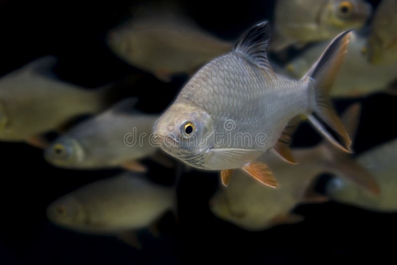 Barbodes gonionotus obraz stock. Obraz złożonej z świeży - 128921921