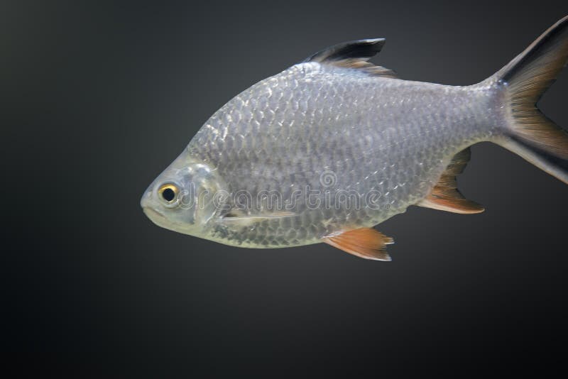 Barbodes Gonionotus Silver Barb Fish Stock Photos - Free & Royalty-Free ...