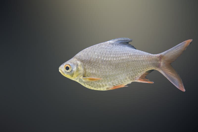 Barbodes gonionotus stock image. Image of asia, animal - 128921921