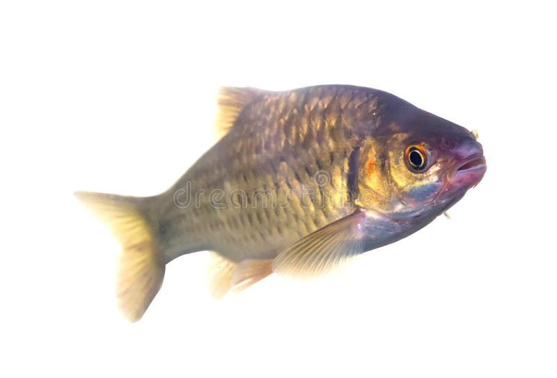 Barbodes Gonionotus Silver Barb Fish Stock Photos - Free & Royalty-Free ...