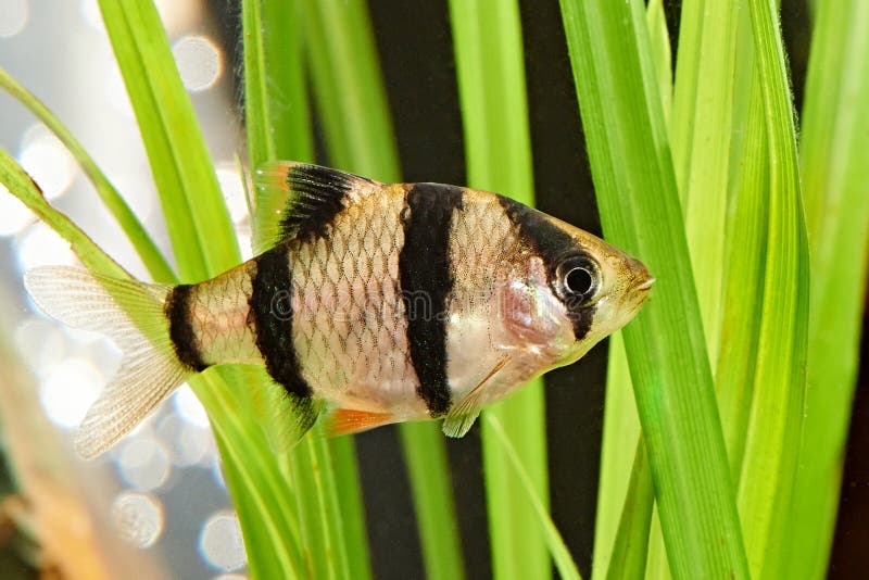 Barbus puntius tetrazona stock photo. Image of fishy - 35288158