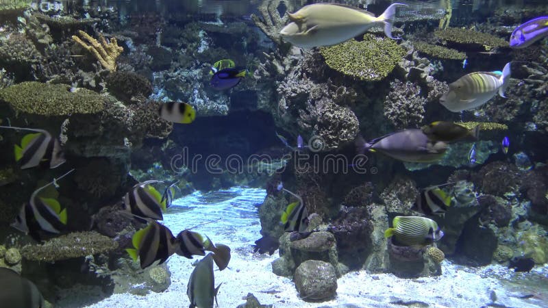 Many fishes in an aquarium stock video. Video of fish - 344831765