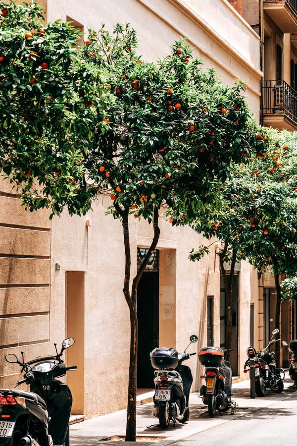 Orange Trees in Barcelona City Editorial Image - Image of oranges ...