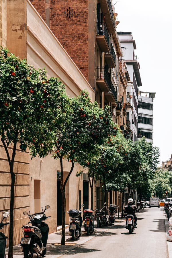 Orange Trees in Barcelona City Editorial Stock Image - Image of ...