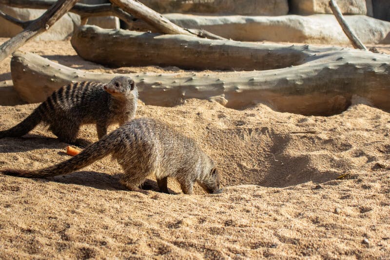Barcelona Zoo, Springtime, Animals in Nature, Playing Stock Photo ...