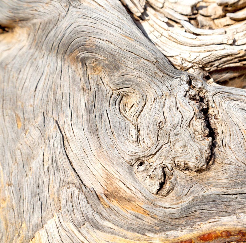 Barck in the Abstract Close Up of a Tree Color and Texture Stock Photo ...