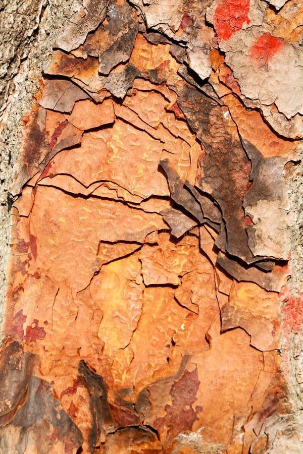 Barck in the Abstract Close Up of a Tree Color and Texture Stock Photo ...