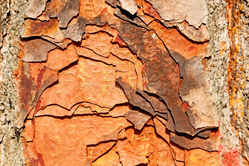 Barck in the Abstract Tree Texture Stock Image - Image of grain ...