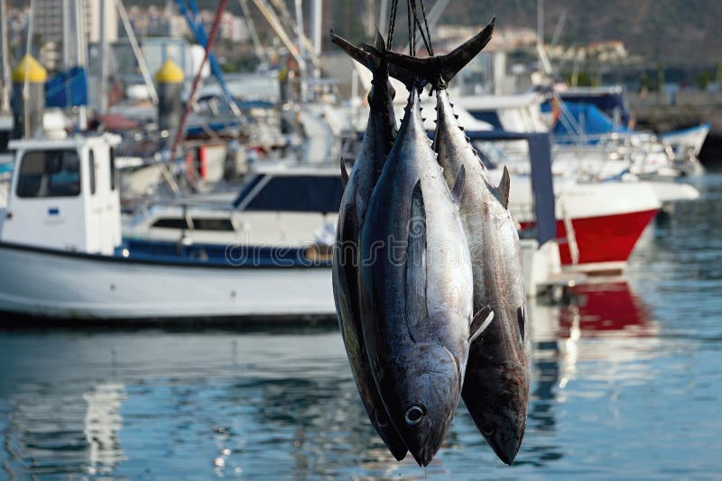 Pesca Mediterrânea E Liberação Do Atum Azul Da Aleta Imagem de Stock ...