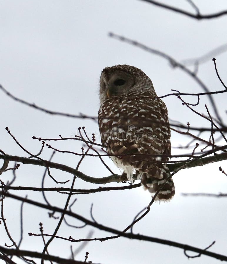 Bard Owl on a branch stock photo. Image of outdoors - 371451102