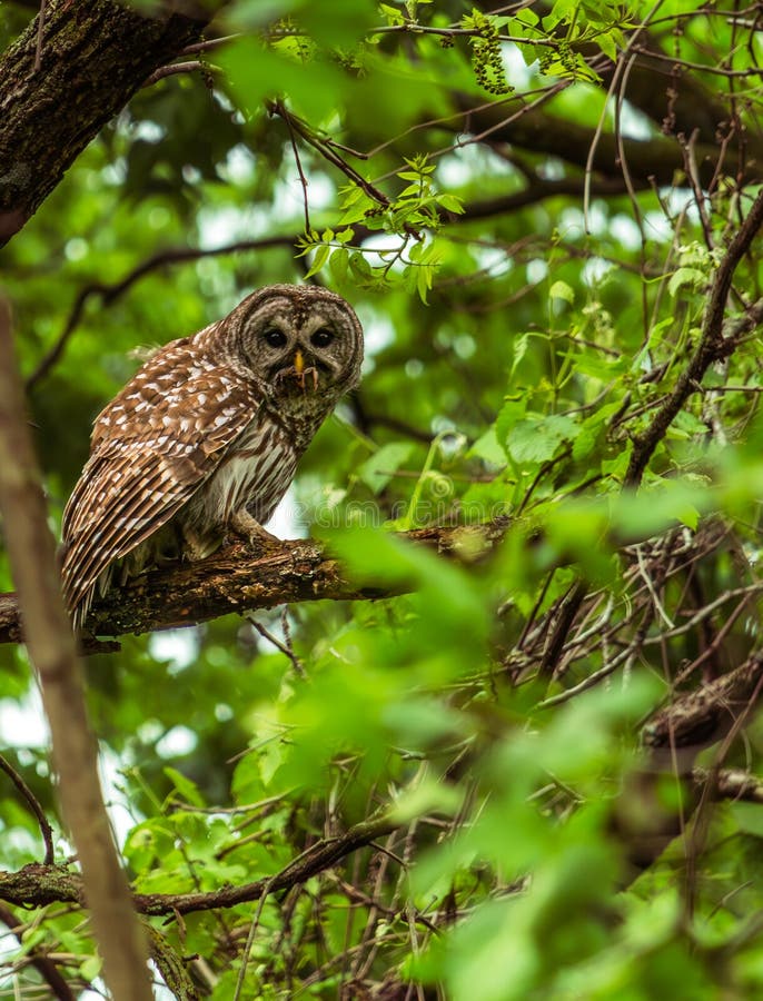Bard Owl in Missouri Forest Stock Photo - Image of bird, green: 318283984