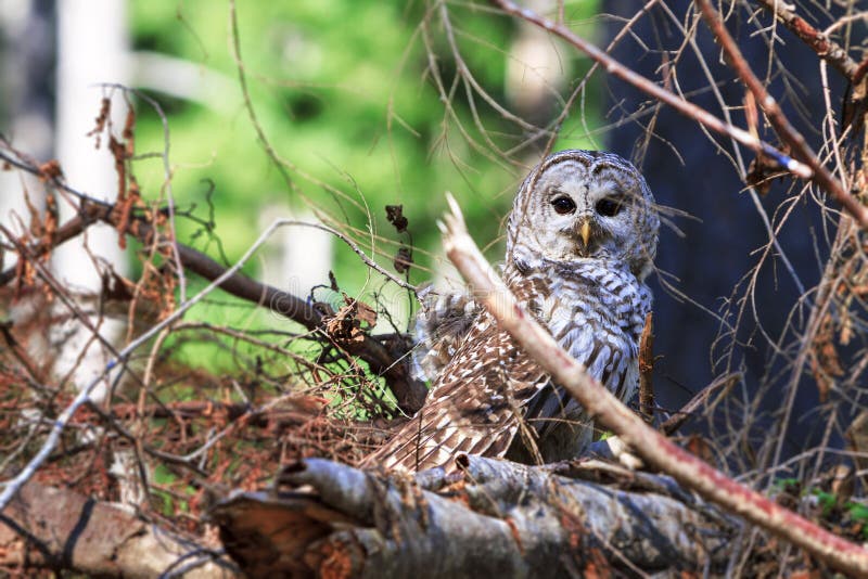 A Bard Owl Resting in Under Brush Looking for Food. Stock Image - Image ...