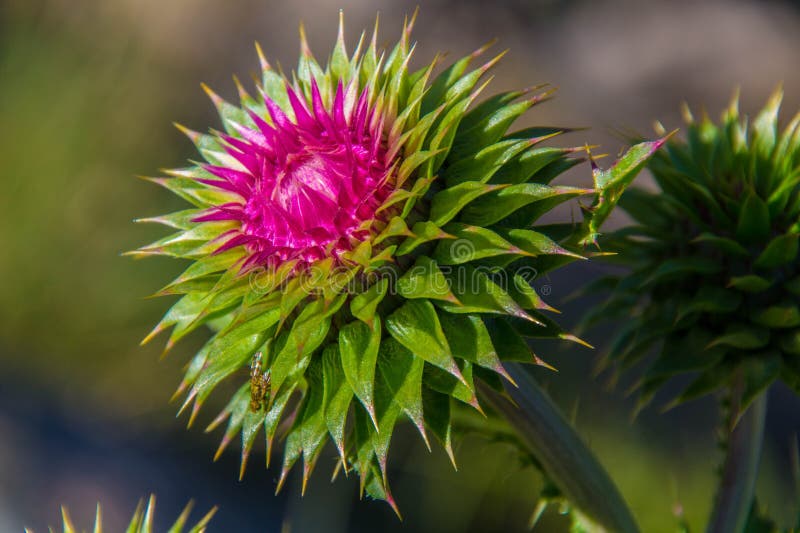 Bardane stock image. Image of growth, foreground, park - 105244443