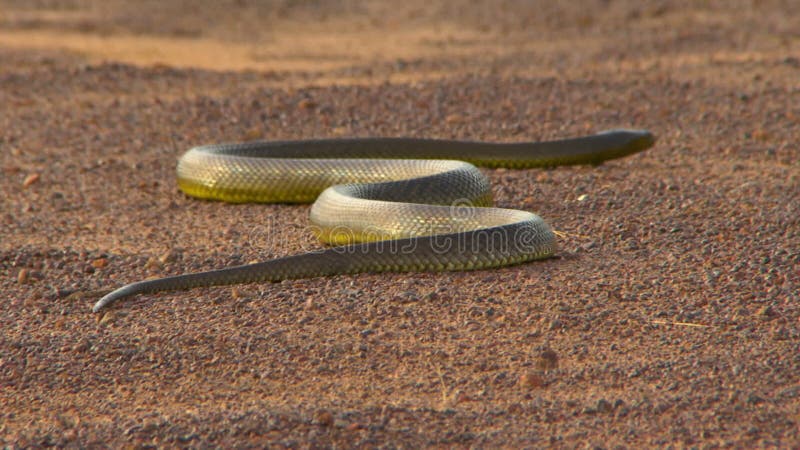 A Bardick Snake Slithering Away Stock Video - Video of flat, slithering ...