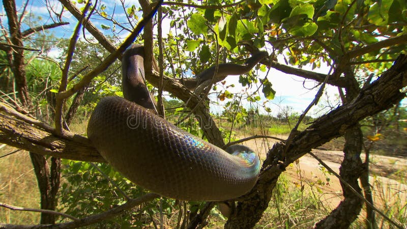 Bardick Snake Sprawled through Tree Stock Video - Video of shiny ...
