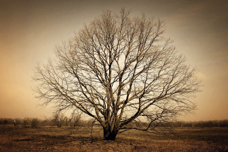 Bare Alone Tree on Dark Background Stock Image - Image of dirty ...