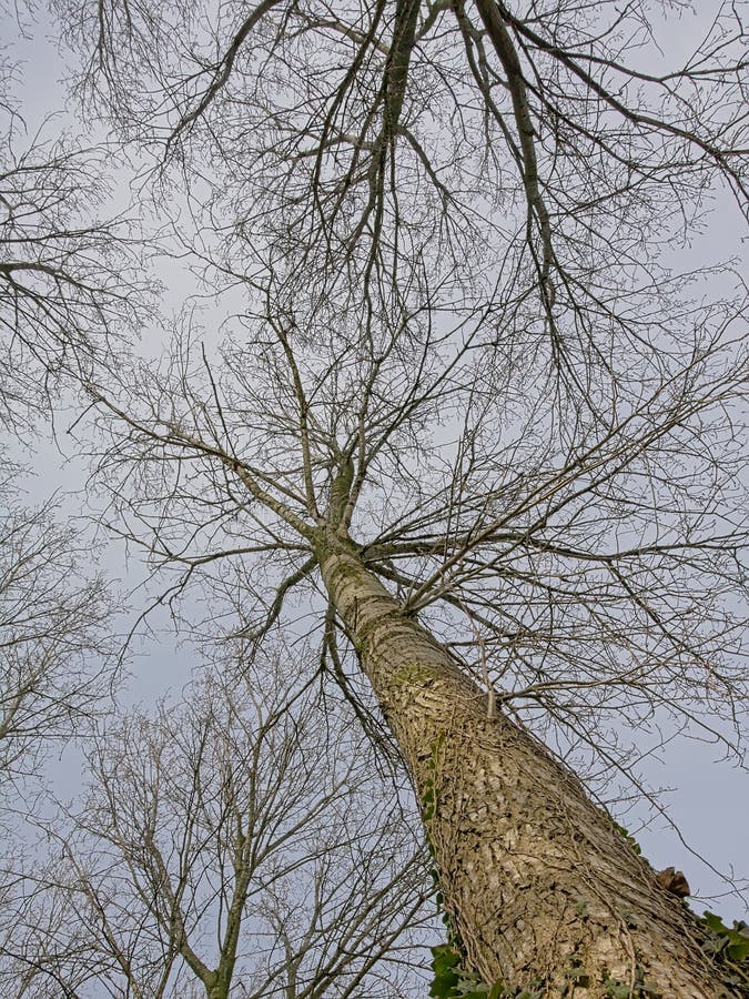 944 Ash Tree Top View Stock Photos - Free & Royalty-Free Stock Photos ...