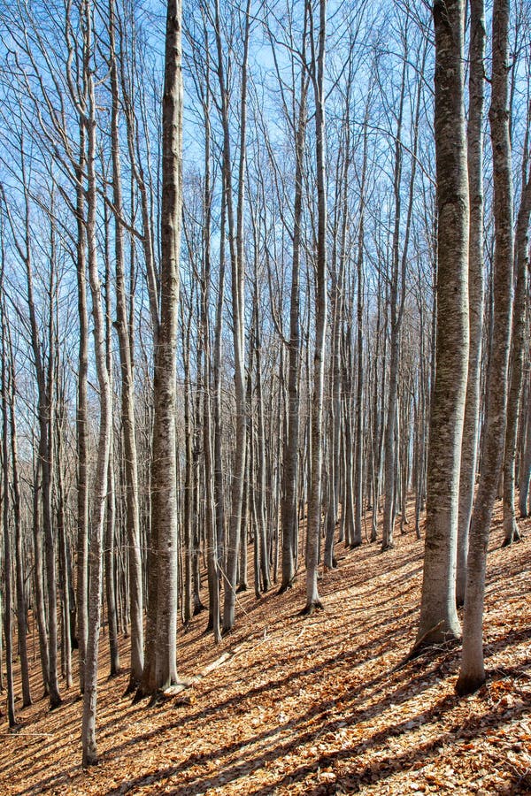Bare Beech Tree Trunks in a Leafless Woodland Landscape Stock Image ...