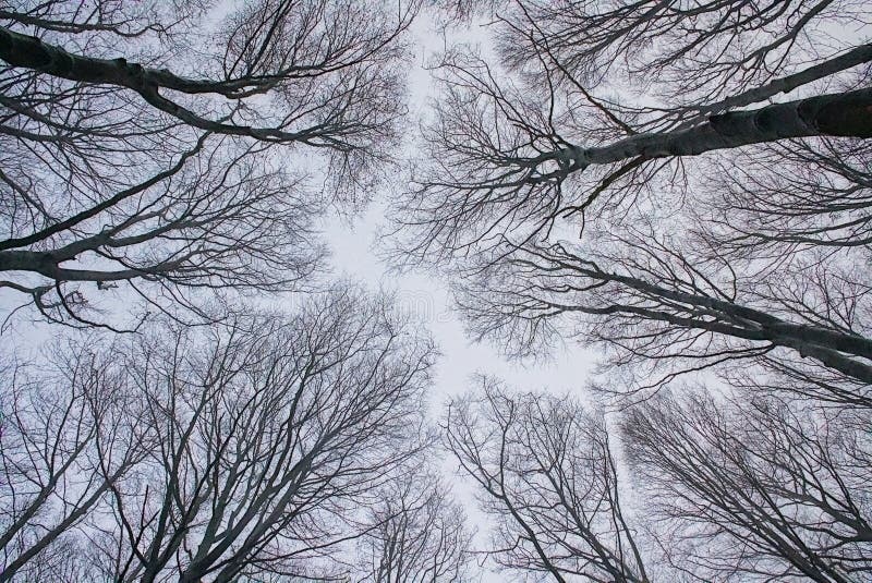 Bare Beech Treetops Seen from Below Stock Photo - Image of flower ...