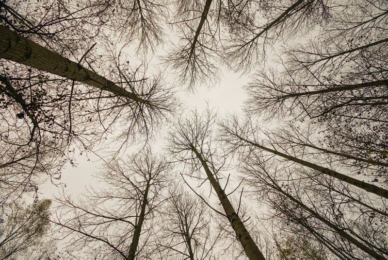 Bare Beech Treetops, View from Below Stock Image - Image of tree ...