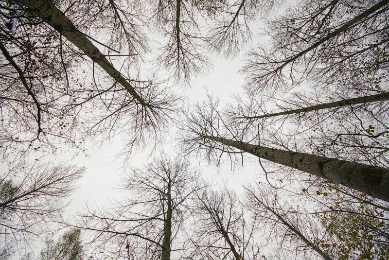 Bare Beech Treetops, View from Below Stock Photo - Image of white, snow ...