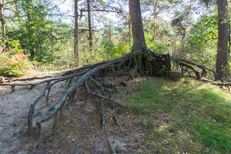 Bare Big Tree Roots Branches Off from a Tree Trunk Far Above the Ground ...