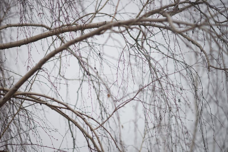 Bare Birch Tree Branches in Raindrops, Grey Foggy Sky Stock Photo ...