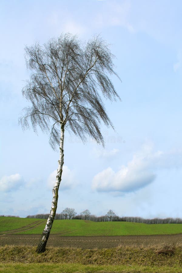 Bare Birch Tree in Front of Wide Fields Against a Blue Sky Stock Photo ...